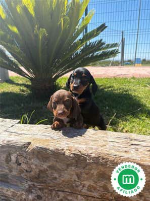 Teckel en venta | Milanuncios