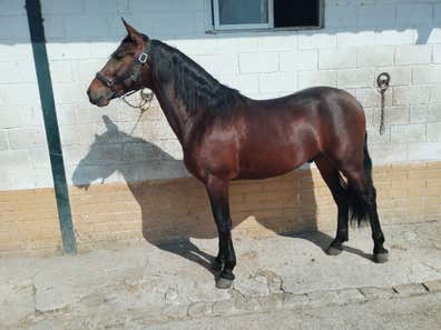 Milanuncios - Potro PRE castaño