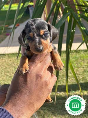 Salchicha Perros en adopción, compra venta de accesorios y servicios ...