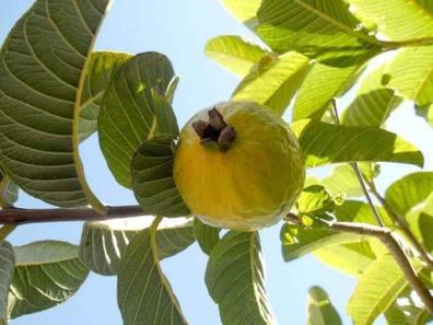 Milanuncios - Árbol de Guayaba