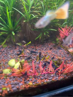 Milanuncios - GAMBAS NEOCARIDINA BLUE VELVET ACUARIO