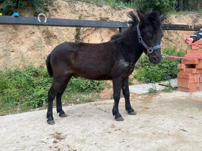 Milanuncios - Mulo pequeño