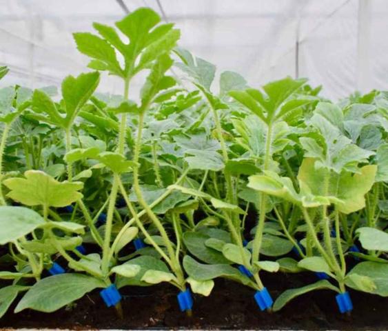 Milanuncios - Plantas de sandia injertada