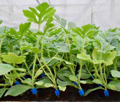 Milanuncios - Plantas de sandia injertada