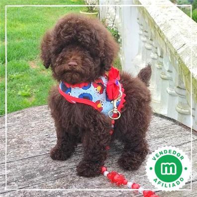 Milanuncios - Caniche Toy Macho chocolate