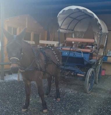 Mulos en venta | Milanuncios