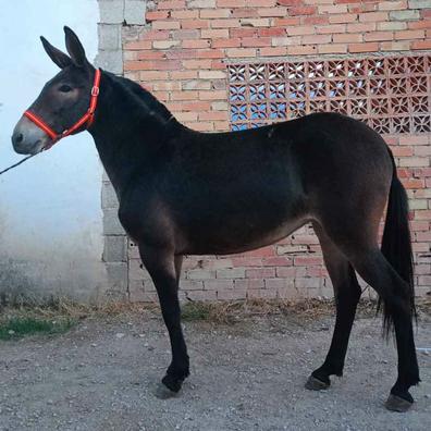 Mulas. Compra venta de mulas al mejor precio y adopción | Milanuncios