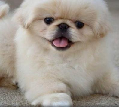 MILANUNCIOS | Perro pekinés en adopción. Compra venta y regalo de ...