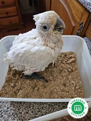 Loro yaco en venta | Milanuncios