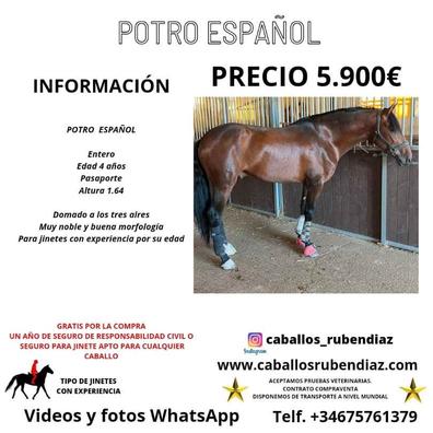 Potros domados en venta | Milanuncios