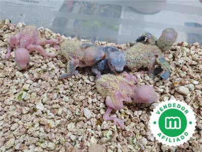 Milanuncios - AGAPORNIS PAPILLEROS
