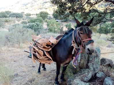MILANUNCIOS | Mulas. Compra venta de mulas al mejor precio y adopción ...