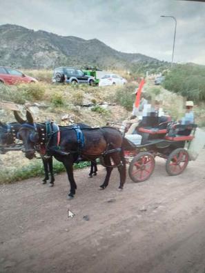 Mulos en venta | Milanuncios