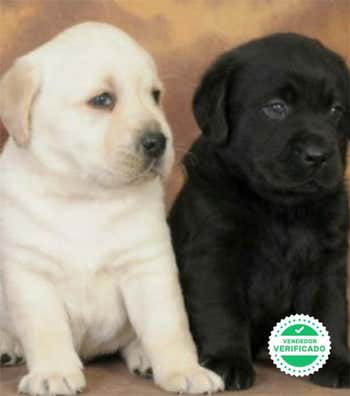 MILANUNCIOS | Labradores en adopción. Compra venta y regalo de ...