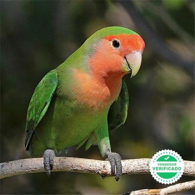 MILANUNCIOS | Inseparables Pájaros. Compra venta de pájaros, jaulas y ...