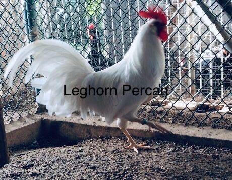 Milanuncios - Huevos fertiles