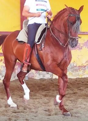 Caballos cruzados domados vaquera Caballosen venta . Comprar y vender ...