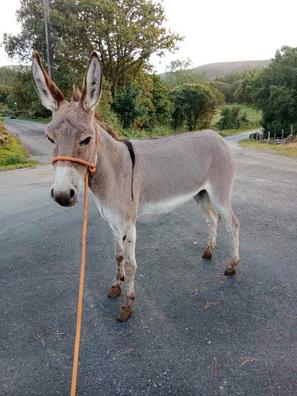 Burros enanos Burros. Compra venta de yeguas al mejor precio y adopción ...