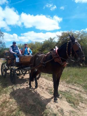 Carro Mulas. Compra venta de mulas al mejor precio y adopción | Milanuncios