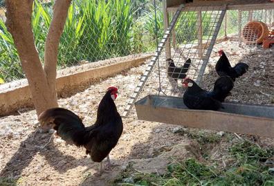 Gallinas java Mascotas en adopción y accesorios de mascota de segunda ...