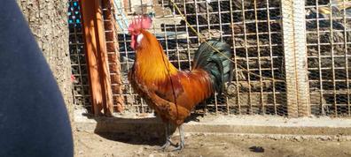Gallos en venta | Milanuncios