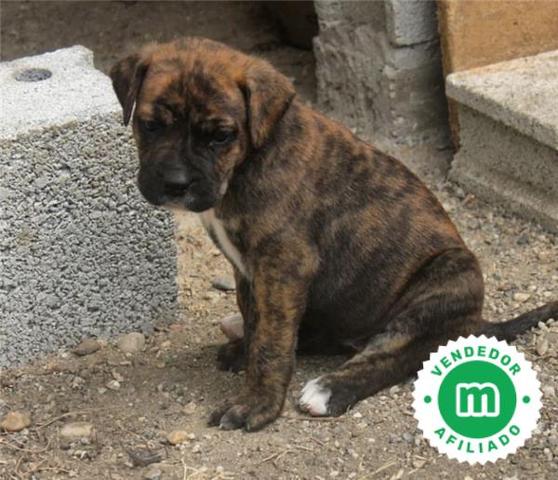 Milanuncios - Alanos atigrados