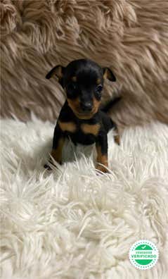 MILANUNCIOS | Pincher adopcion Perros en adopción, compra venta de ...
