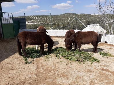 MILANUNCIOS | Mulos Mulas. Compra venta de mulas al mejor precio y adopción