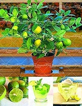 Plantas de segunda mano | Milanuncios