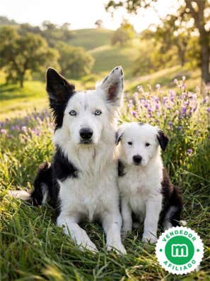 Border collie en venta en Andalucía | Milanuncios