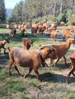 Milanuncios - Castrones Cabra Galega