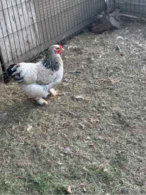Gallinas en venta | Milanuncios