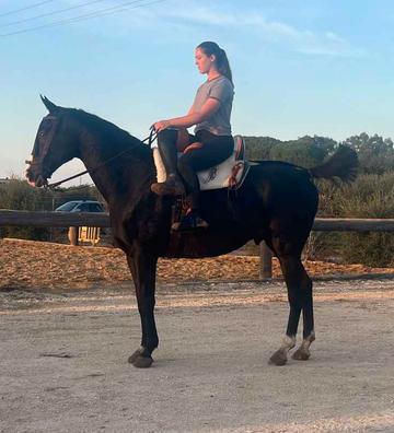 Milanuncios - caballo psi