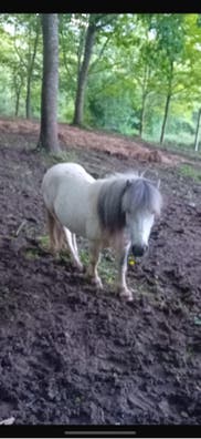 Milanuncios - Vendo o cambio pony entero