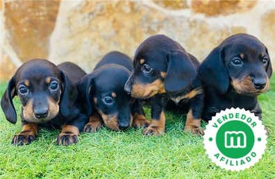 Teckel miniatura Perros en adopción, compra venta de accesorios y ...