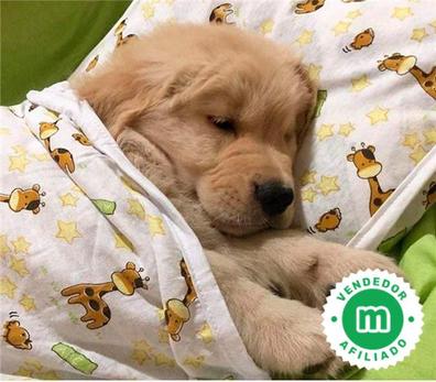 Golden retriever en venta | Milanuncios