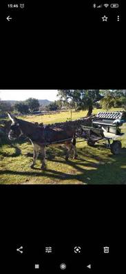 Carro Burros. Compra venta de yeguas al mejor precio y adopción ...