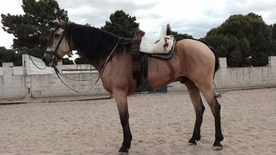 Caballos domados Caballosen venta . Comprar y vender caballos a buen ...