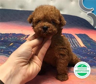 MILANUNCIOS | Caniche mini toy Caniches en adopción. Compra venta y ...