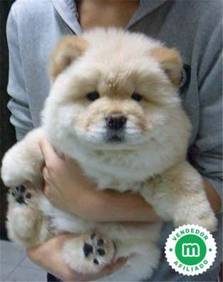 Chow chow en venta | Milanuncios