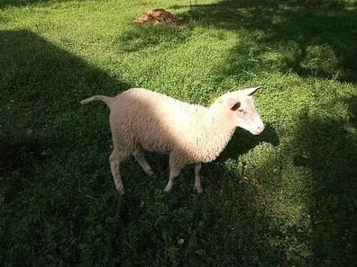 MILANUNCIOS | Inra 401 Ovejas. Compra venta de ovejas al mejor precio y ...