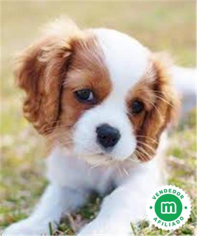 Milanuncios - Cachorros Cavalier