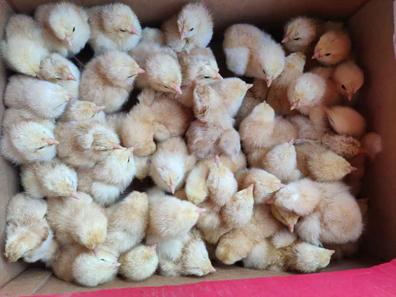 Milanuncios - Pollitos Mos