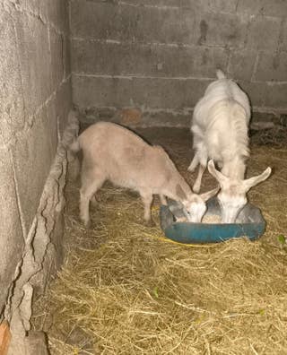 Cabras en venta | Milanuncios