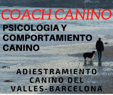 Milanuncios - Coach canino Adiestramiento y educación