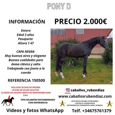 Milanuncios - PONY D