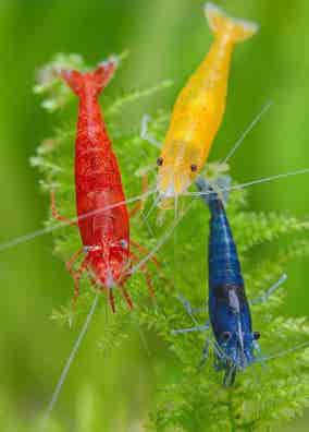 Gambas acuario en venta | Milanuncios
