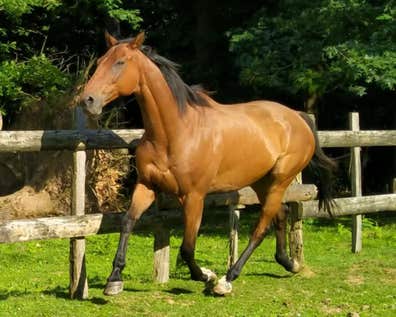 MILANUNCIOS | Caballos pura sangre ingles. Anuncios para comprar y ...