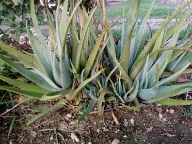 Plantas de segunda mano | Milanuncios