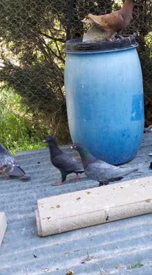 Patos en venta | Milanuncios